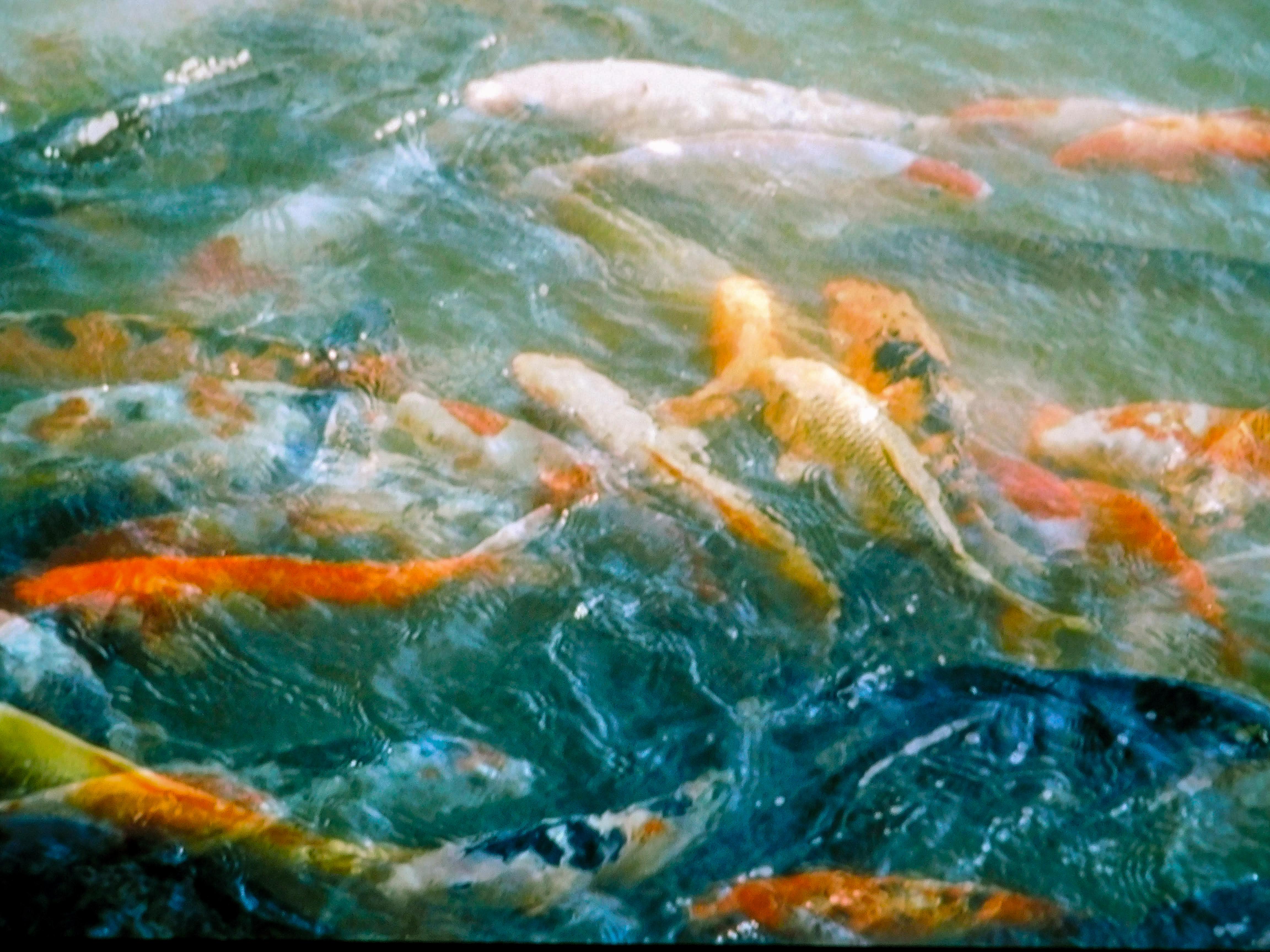 Accidental Monet koi | Scrolller