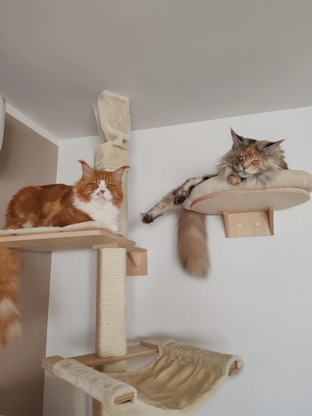 My two beauties | Scrolller