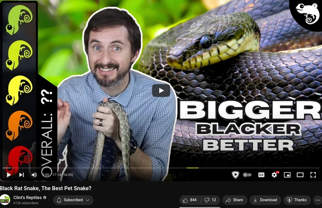 Clint's Reptiles Basically Being Cheeky | Scrolller