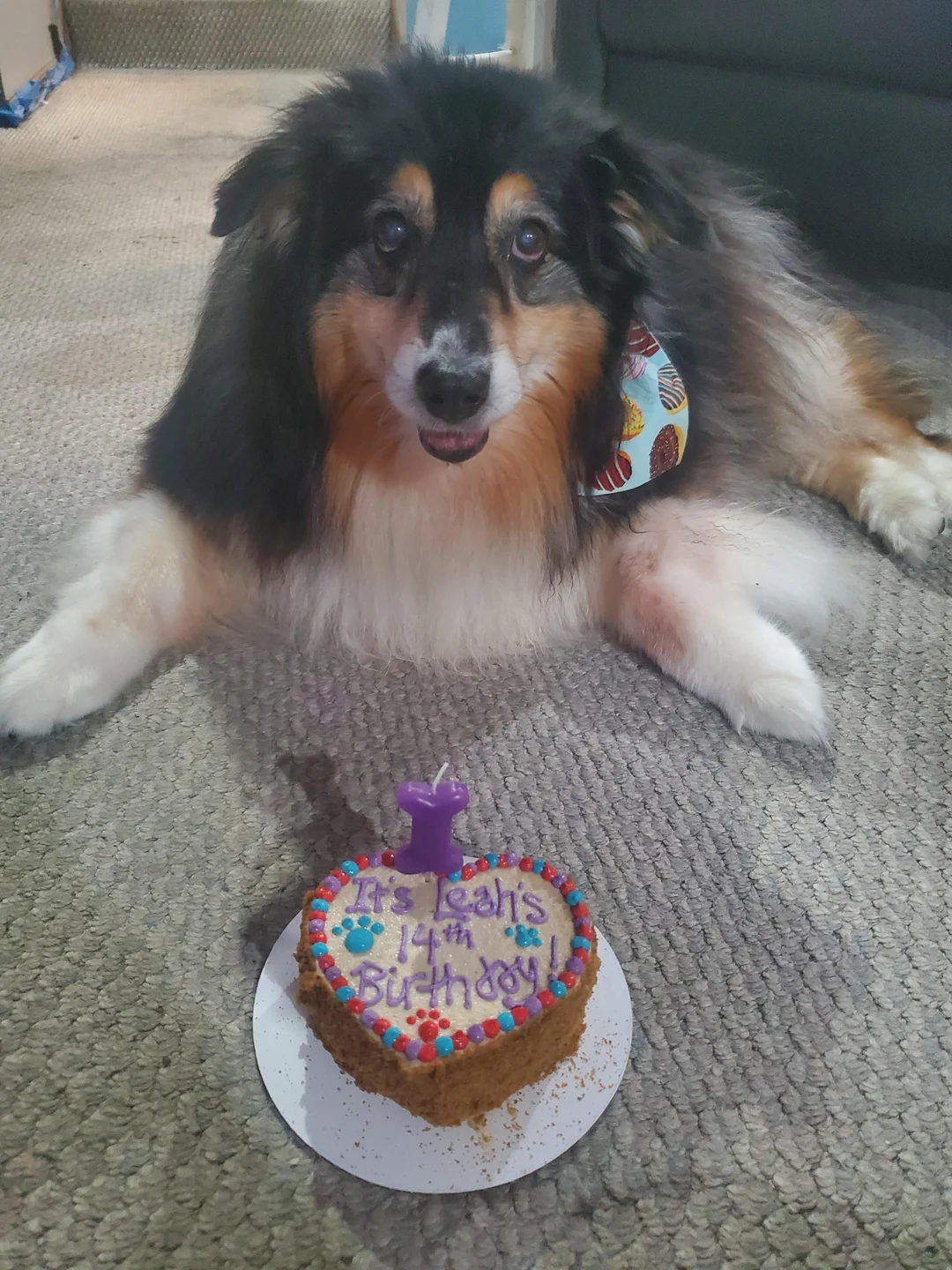 Happy 14th Birthday and 11th Gotcha Day Big Girl! | Scrolller