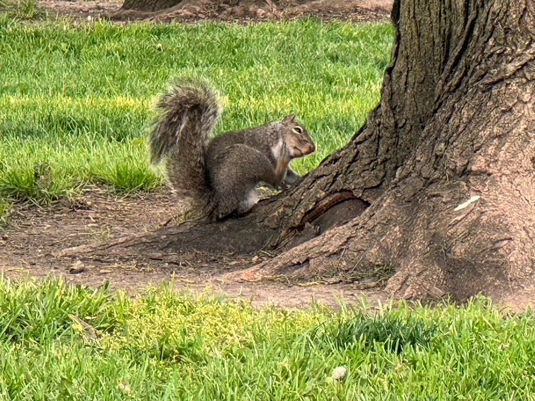 Discover more like Squirrels: scratch and Related Content | Scrolller