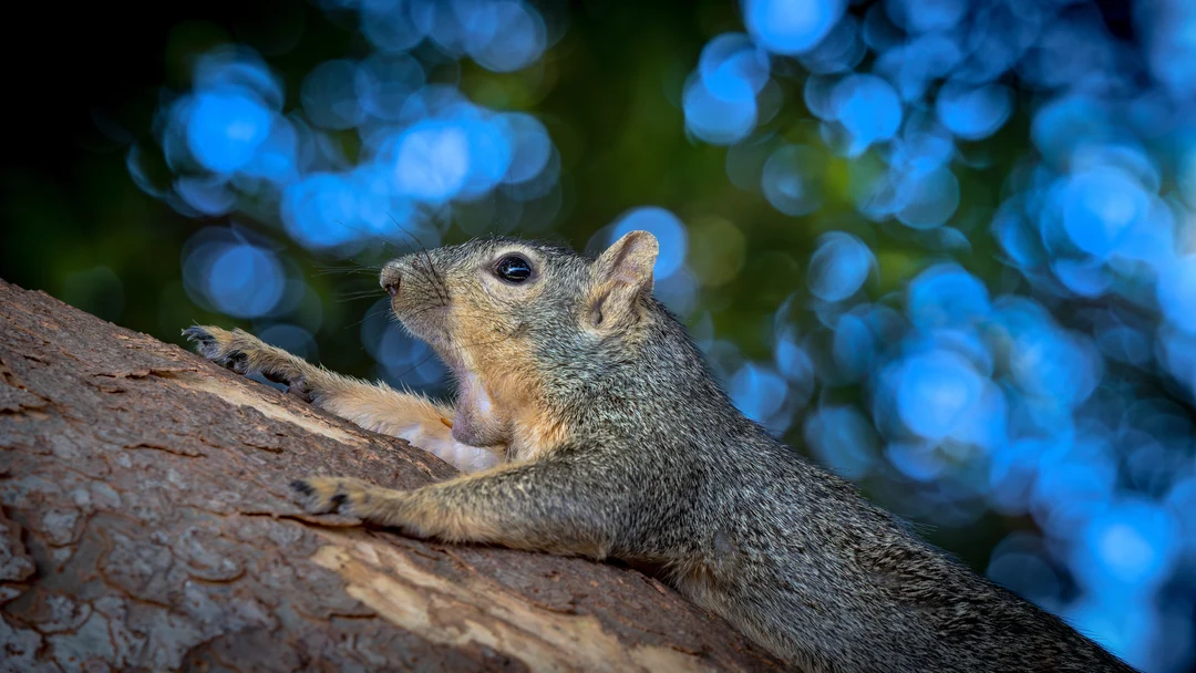 Early Morning Squirrel | Scrolller