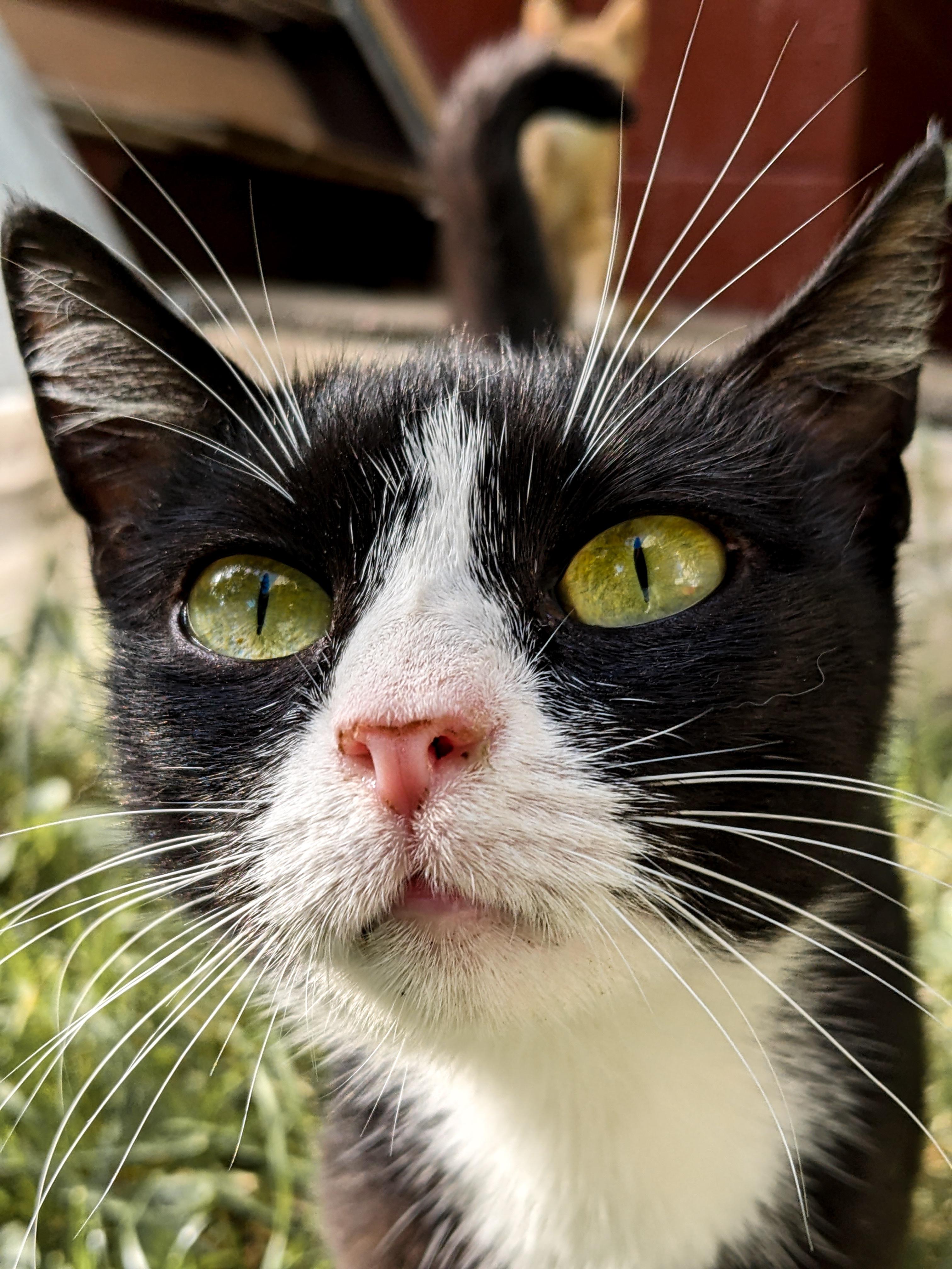 Stray cat | Scrolller