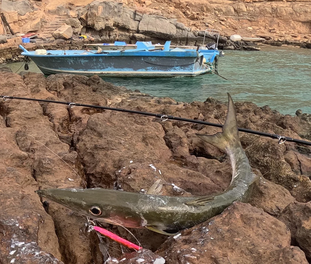 Middle east barracuda | Scrolller