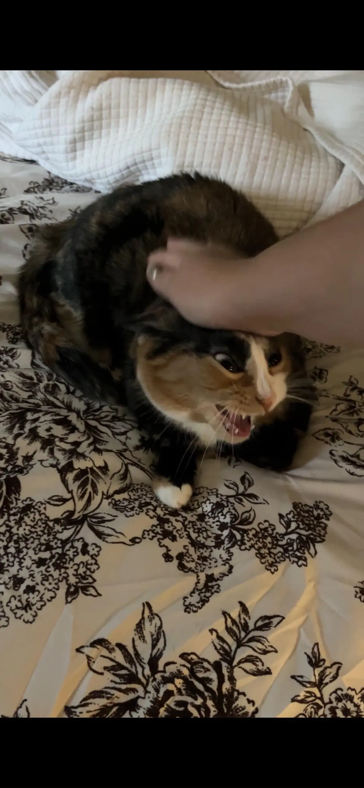 Activated gremlin mode | Scrolller