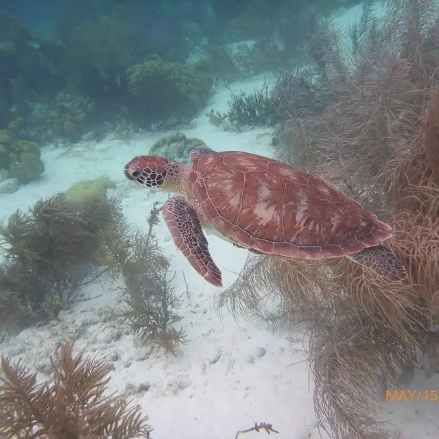 🐢 Turtle | Scrolller