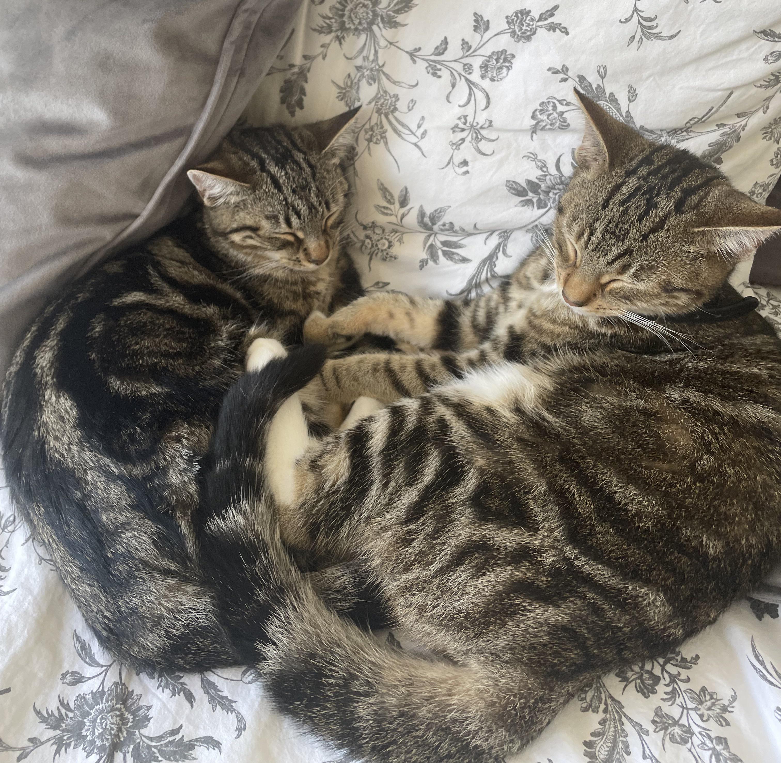 Sisters who nap together stay together | Scrolller