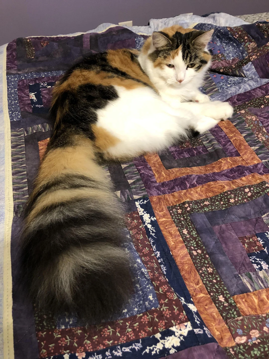 I was told Smudge and her fabulous floof tail belongs here! | Scrolller