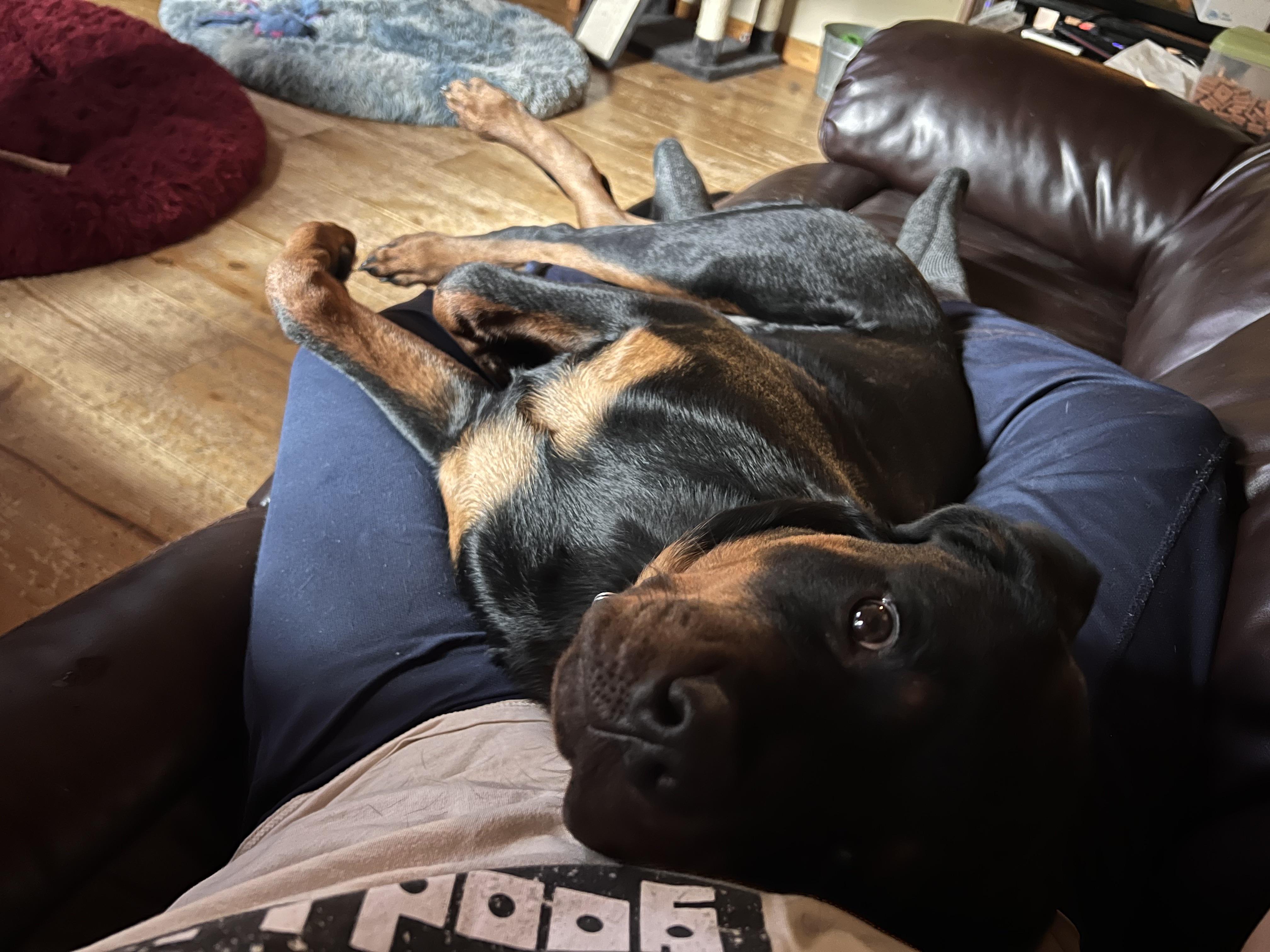 Valkrye after a long walk at the park. Love the snuggly pup! | Scrolller