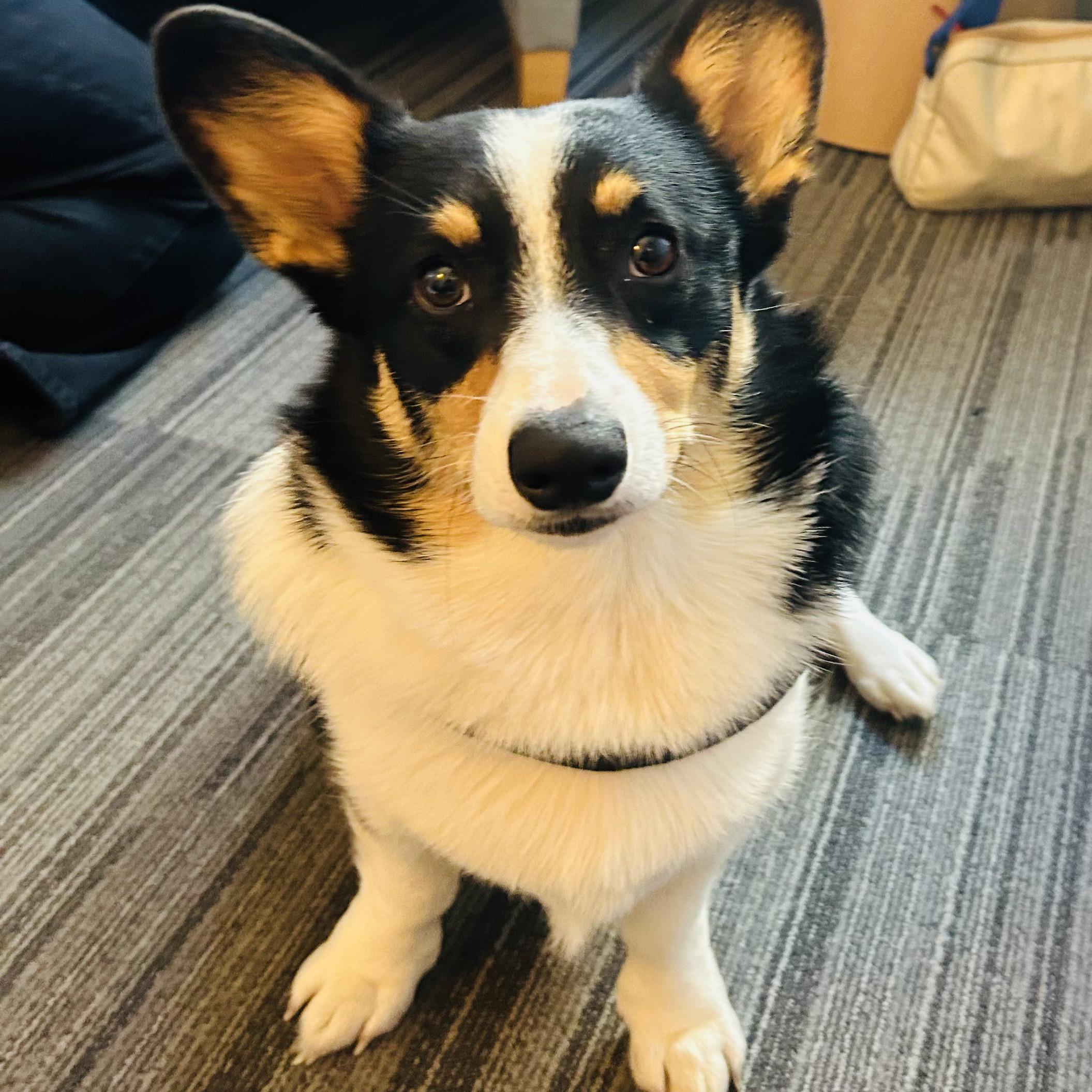 Best corgi pic | Scrolller