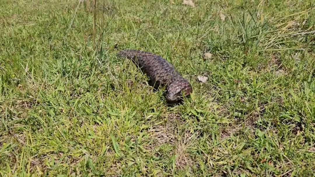 Shingleback lizard | Scrolller