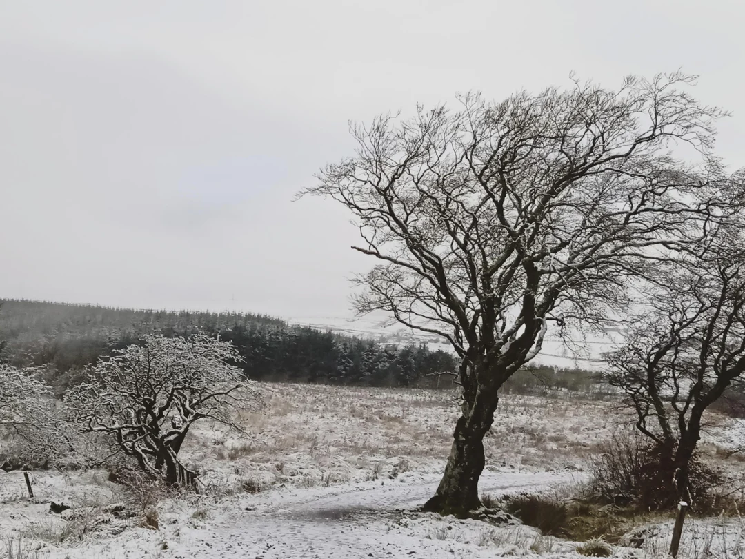 Winter trees | Scrolller
