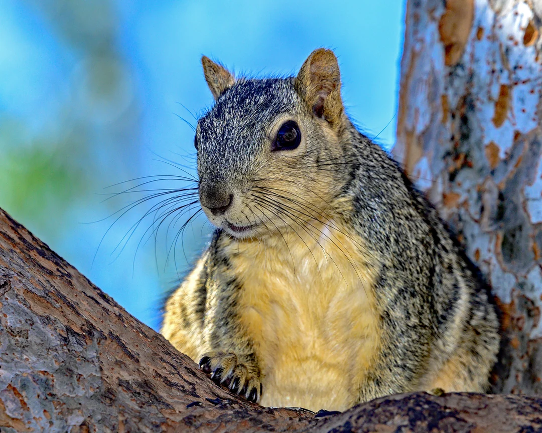 Sweet Mother Squirrel | Scrolller