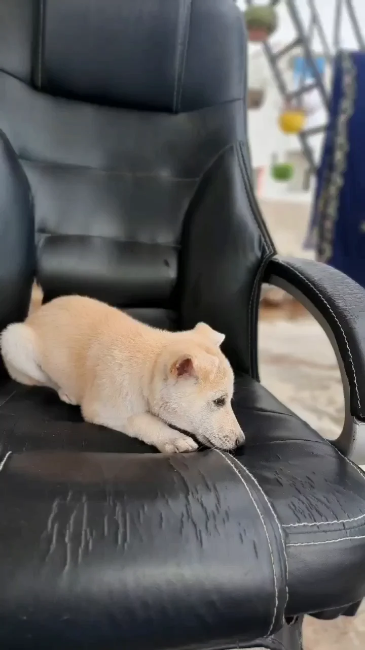 Her highness - Lucky | Scrolller