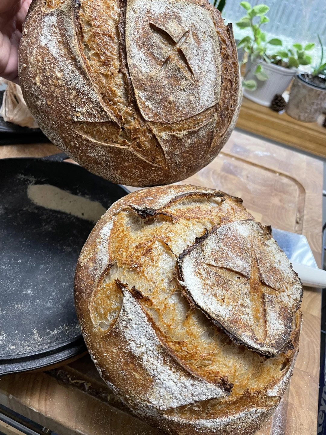 Whole grain vs bread flour | Scrolller