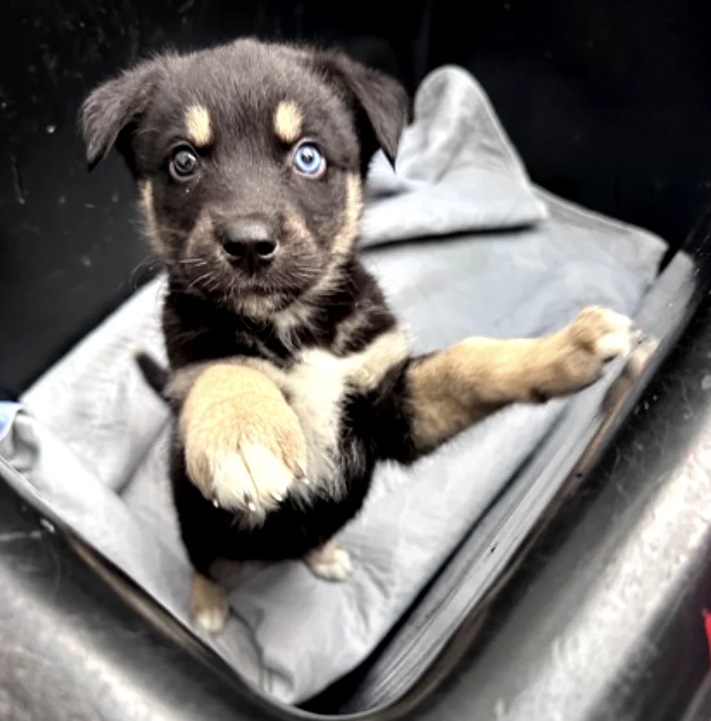 Discover more like Dogpictures: Dog names. Go! and Related Content ...