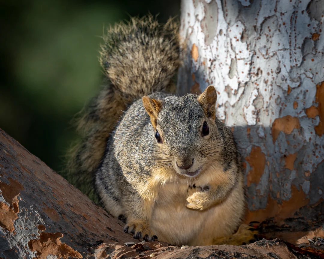 Early Morning Mother Squirrel | Scrolller