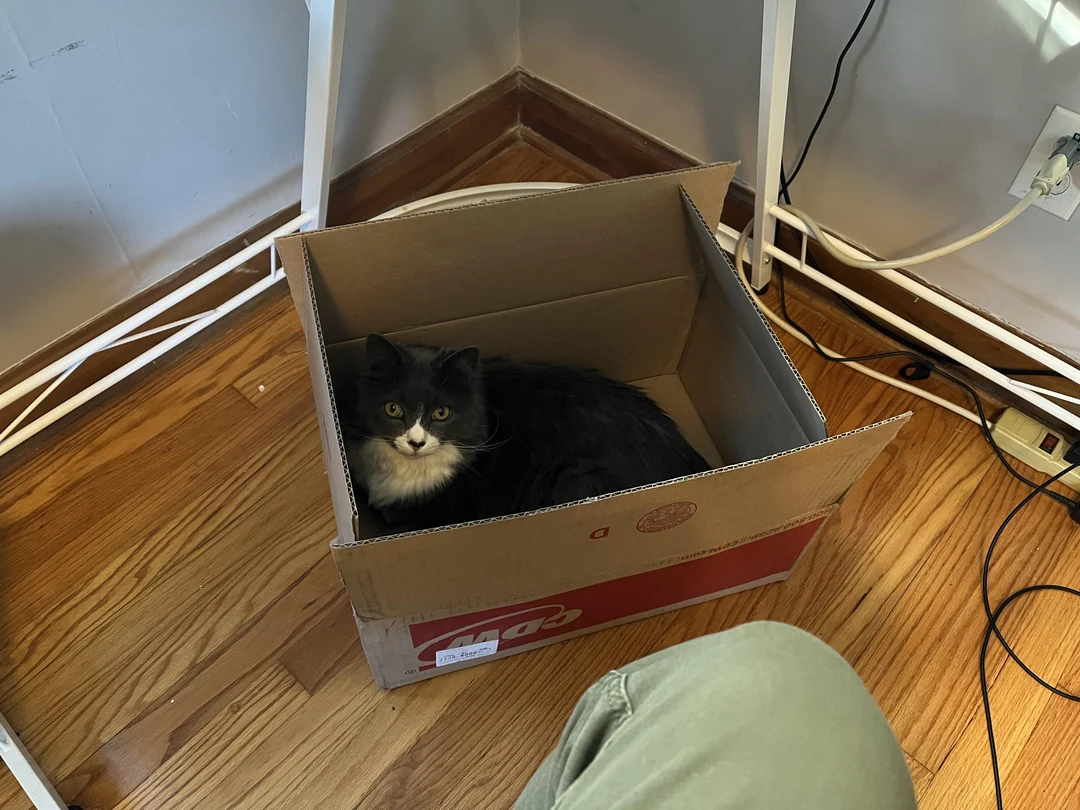 New laptop box = effective cat trap | Scrolller