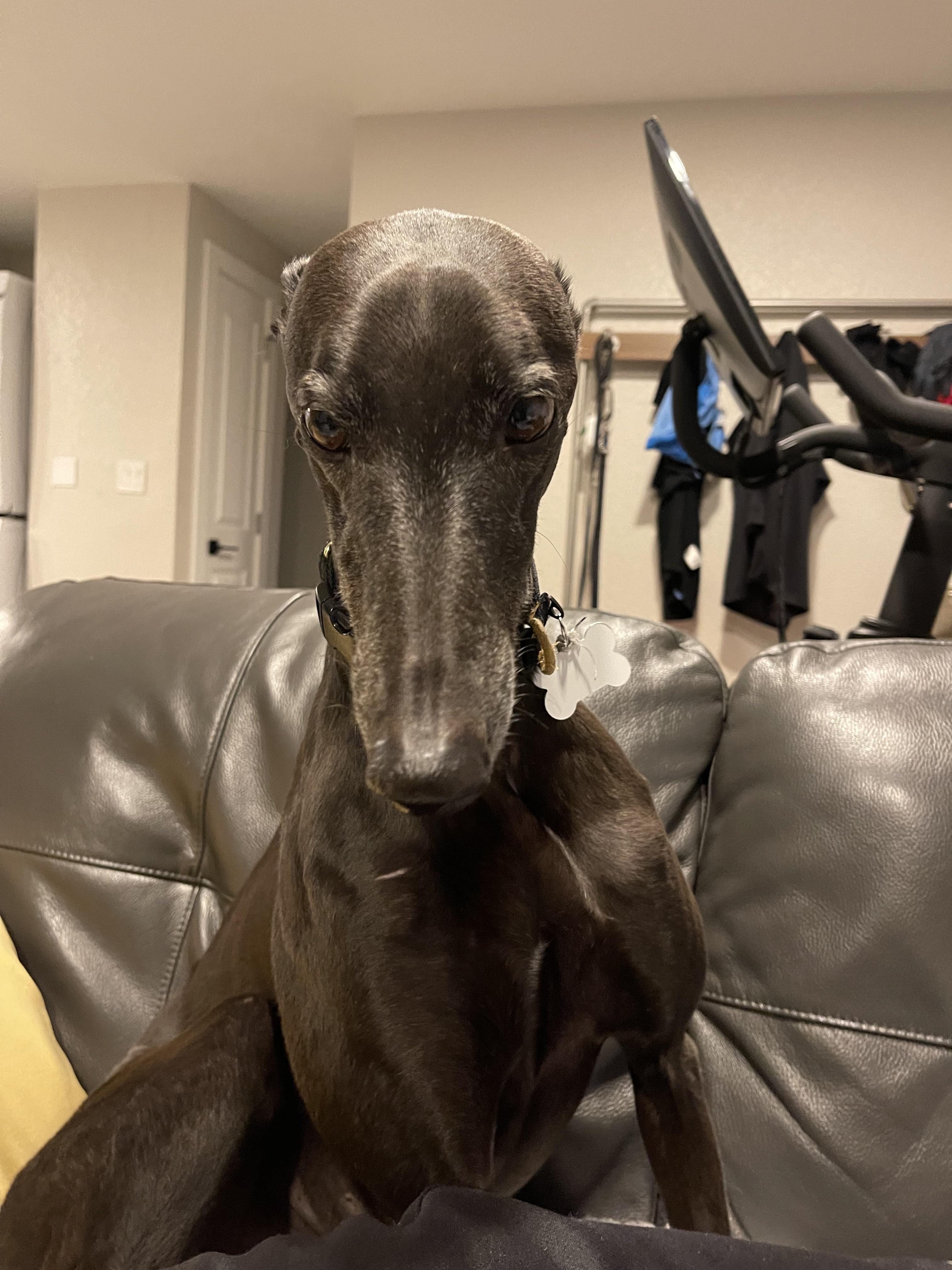 Discover more like Greyhounds: Pretty girl :’)) and Related Content | Scrolller