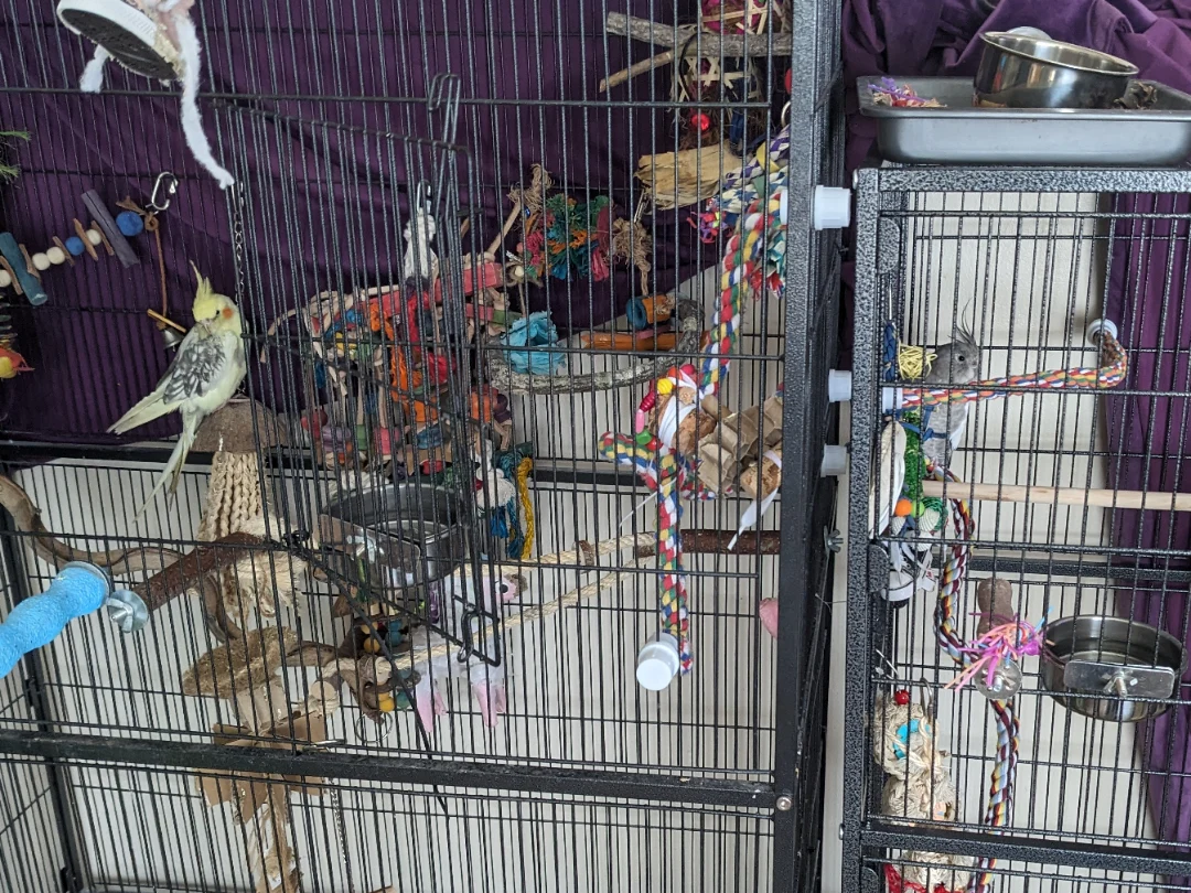 They'll yell to be let out, only to sit in each other's cages🤦 | Scrolller