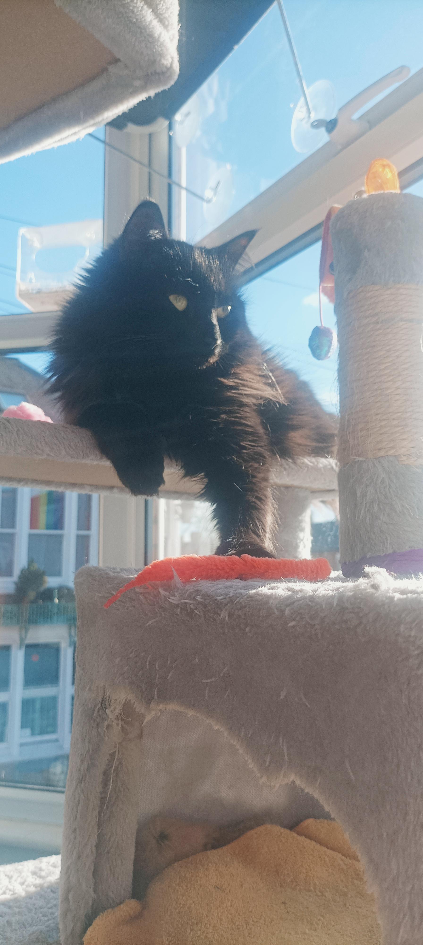 From snow to sun, Sylvie fluffball has the best perch around. 🥰 (oc) | Scrolller