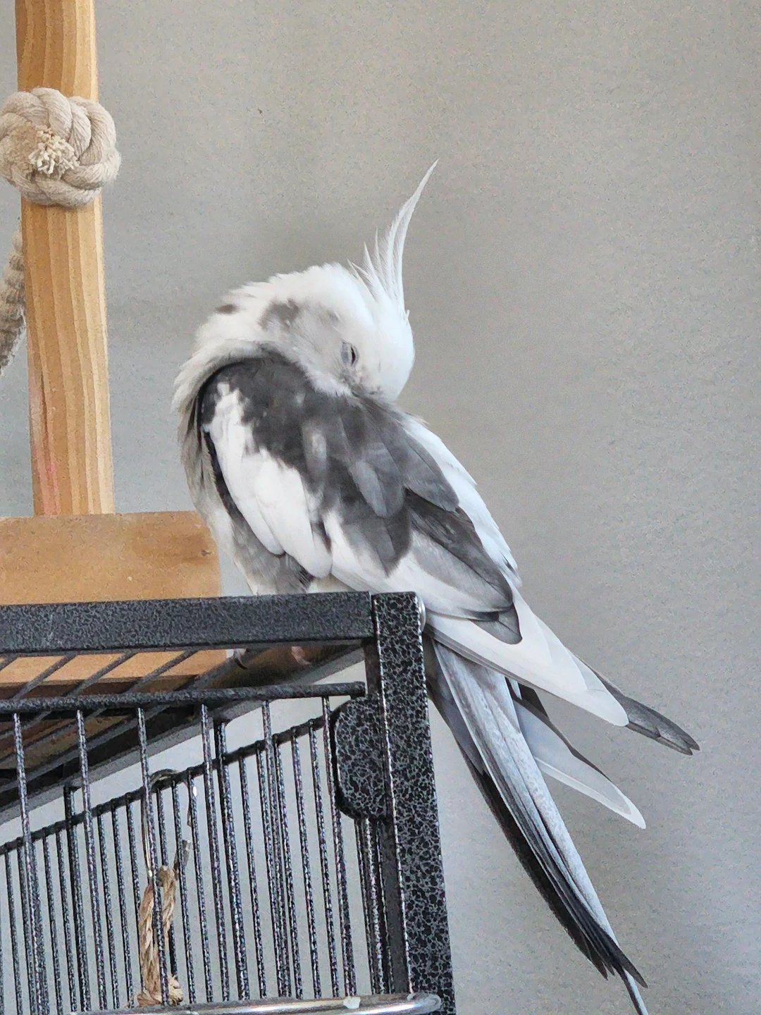 Dennis taking his afternoon nap | Scrolller