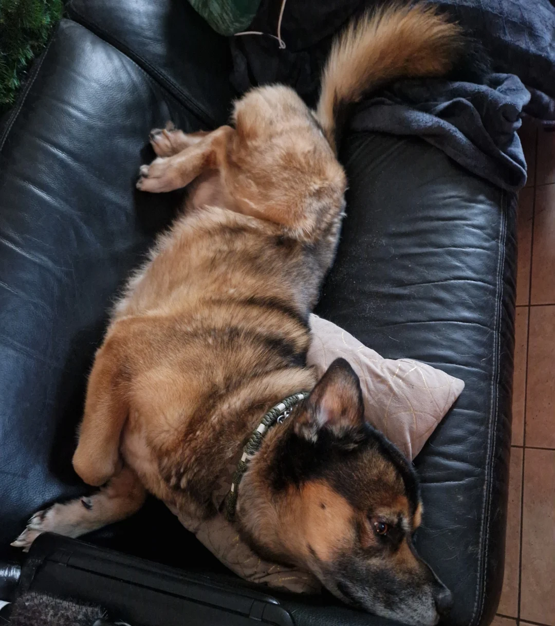 It looks very comfortable | Scrolller