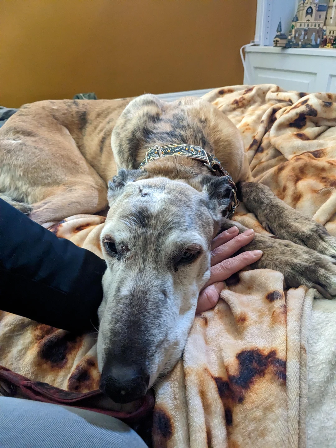 Update: Bond the greyhound has back home! Thank you for all the support | Scrolller