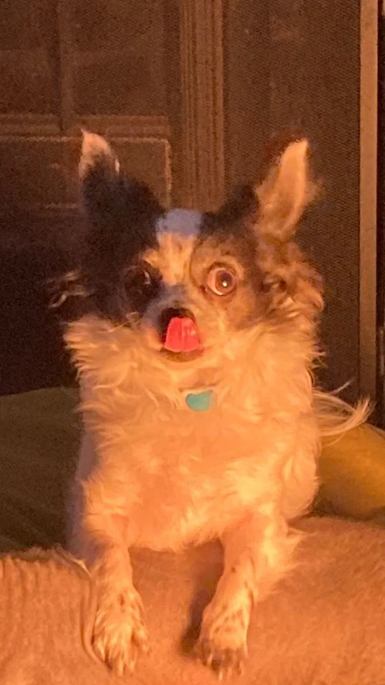 My dog the derp | Scrolller