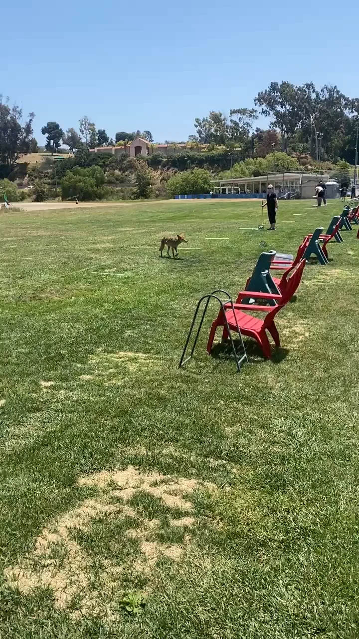 Range Coyote | Scrolller