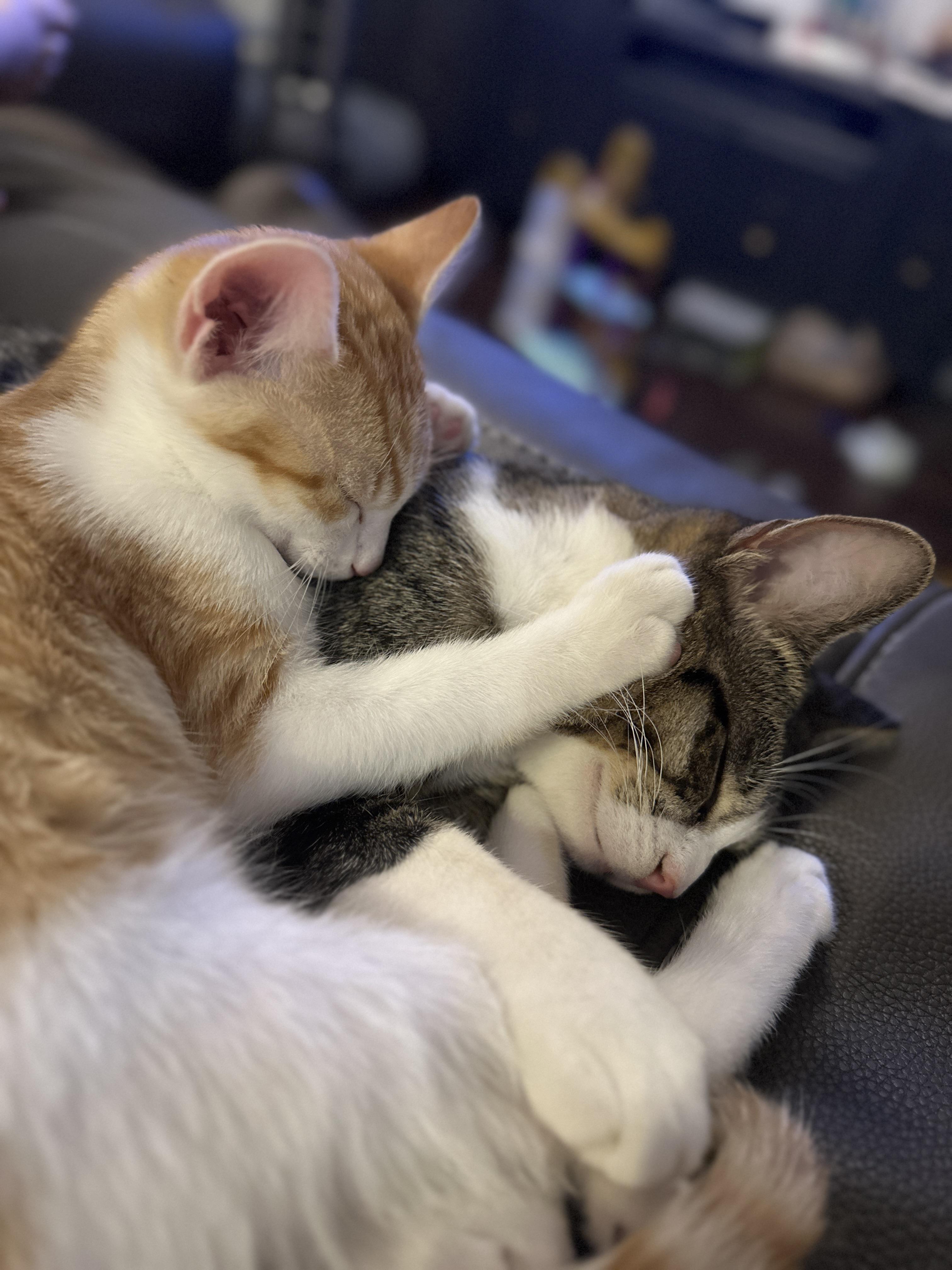My cat ovaries are exploding. Share your cuddle buddies | Scrolller