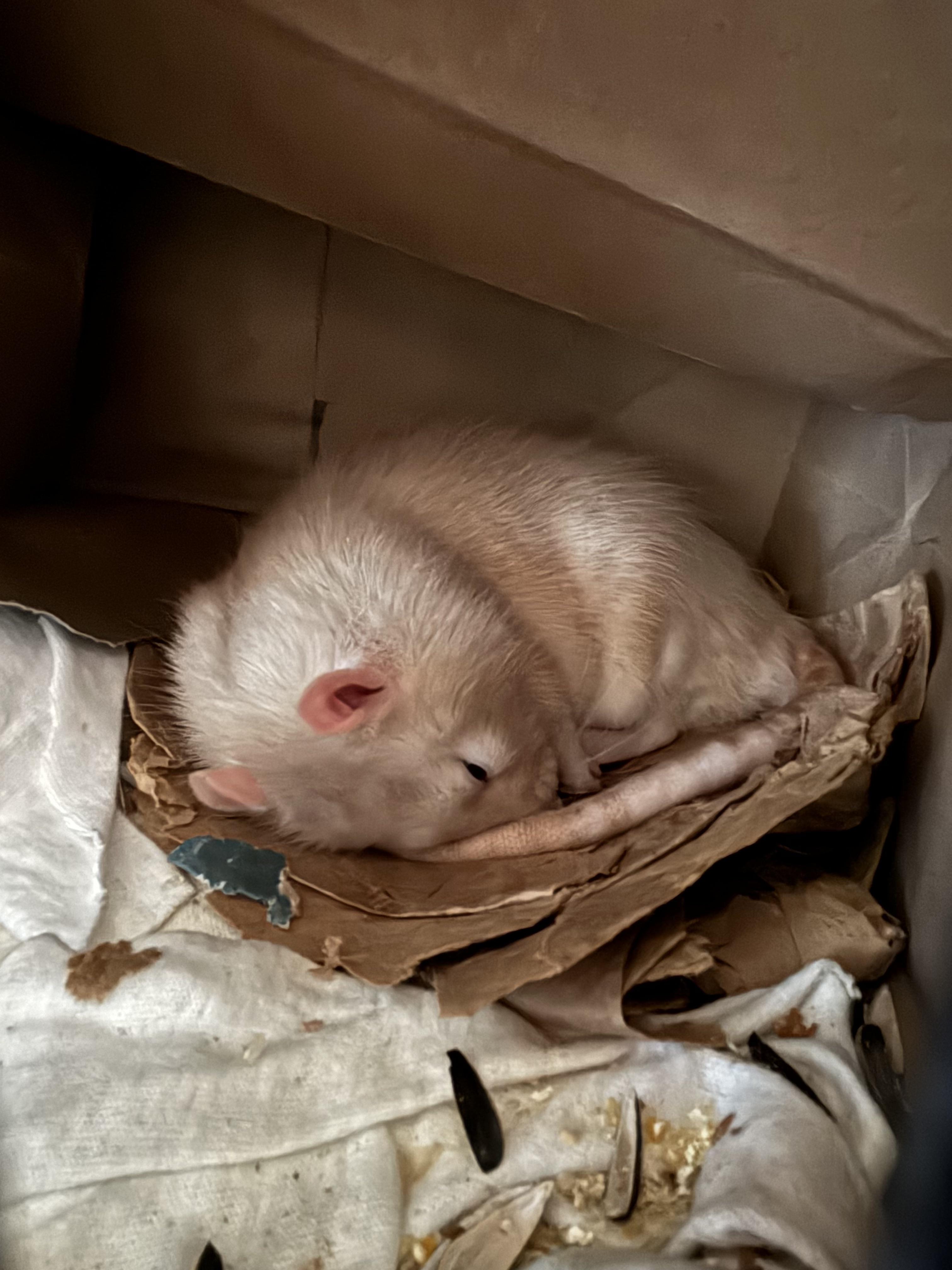 Cage upgrade | Scrolller