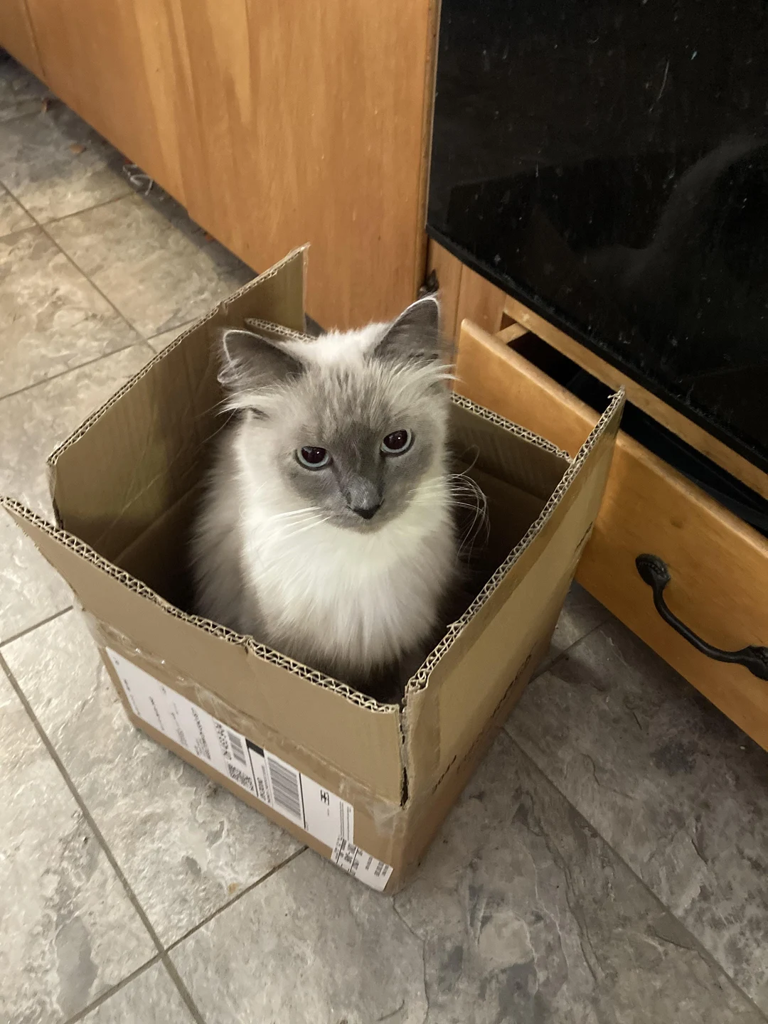 Trapped, yet still on guard. | Scrolller