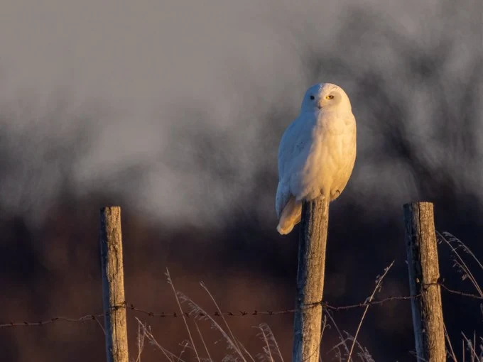 male Snowy Owl | Scrolller