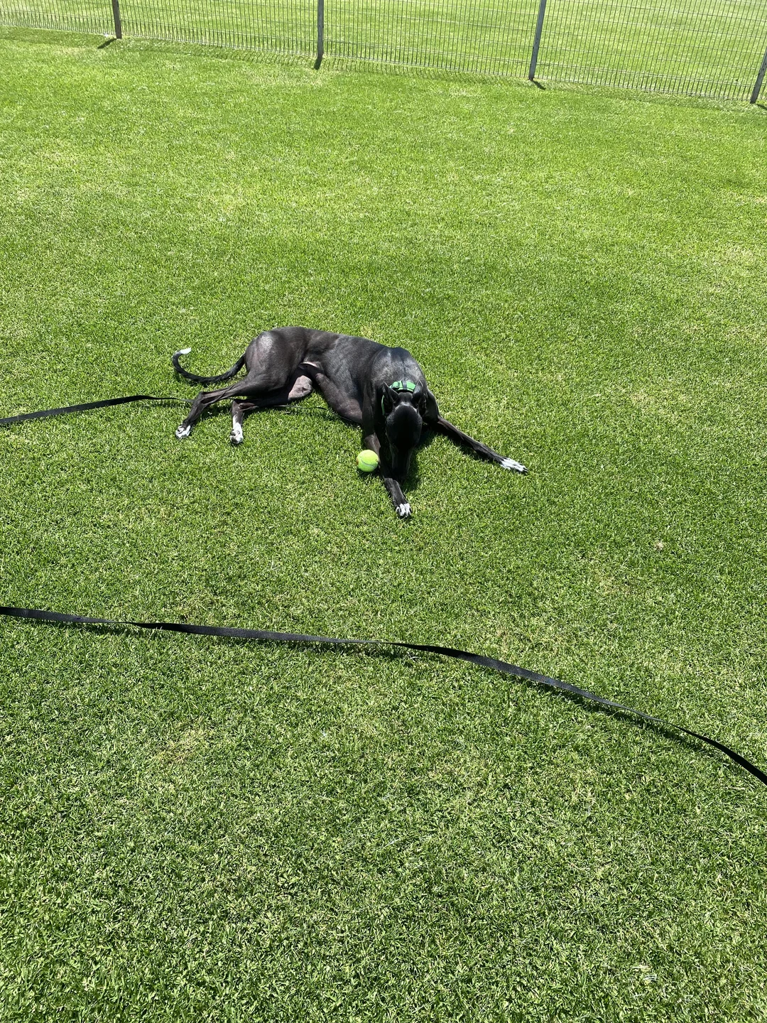 Loving the sun after chasing the ball. | Scrolller