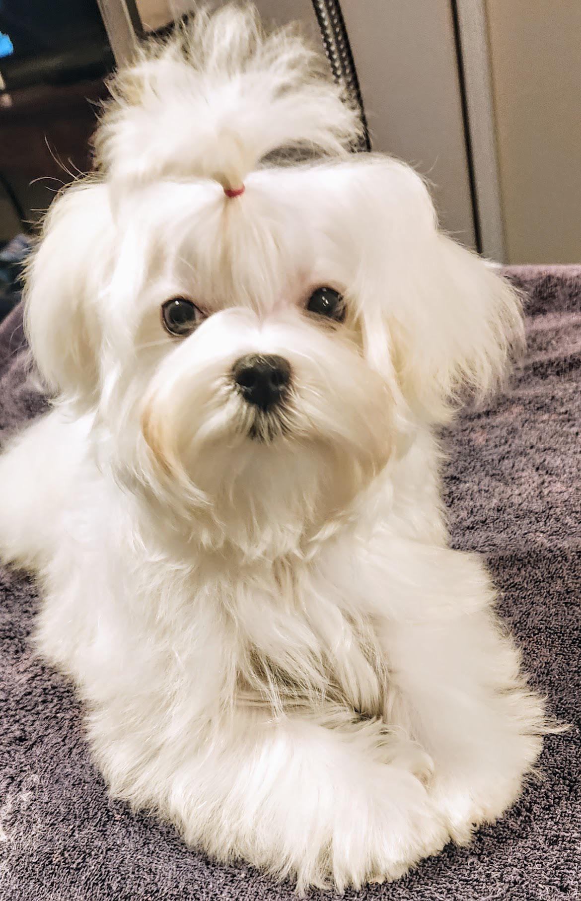 Diva’s Diana | Scrolller