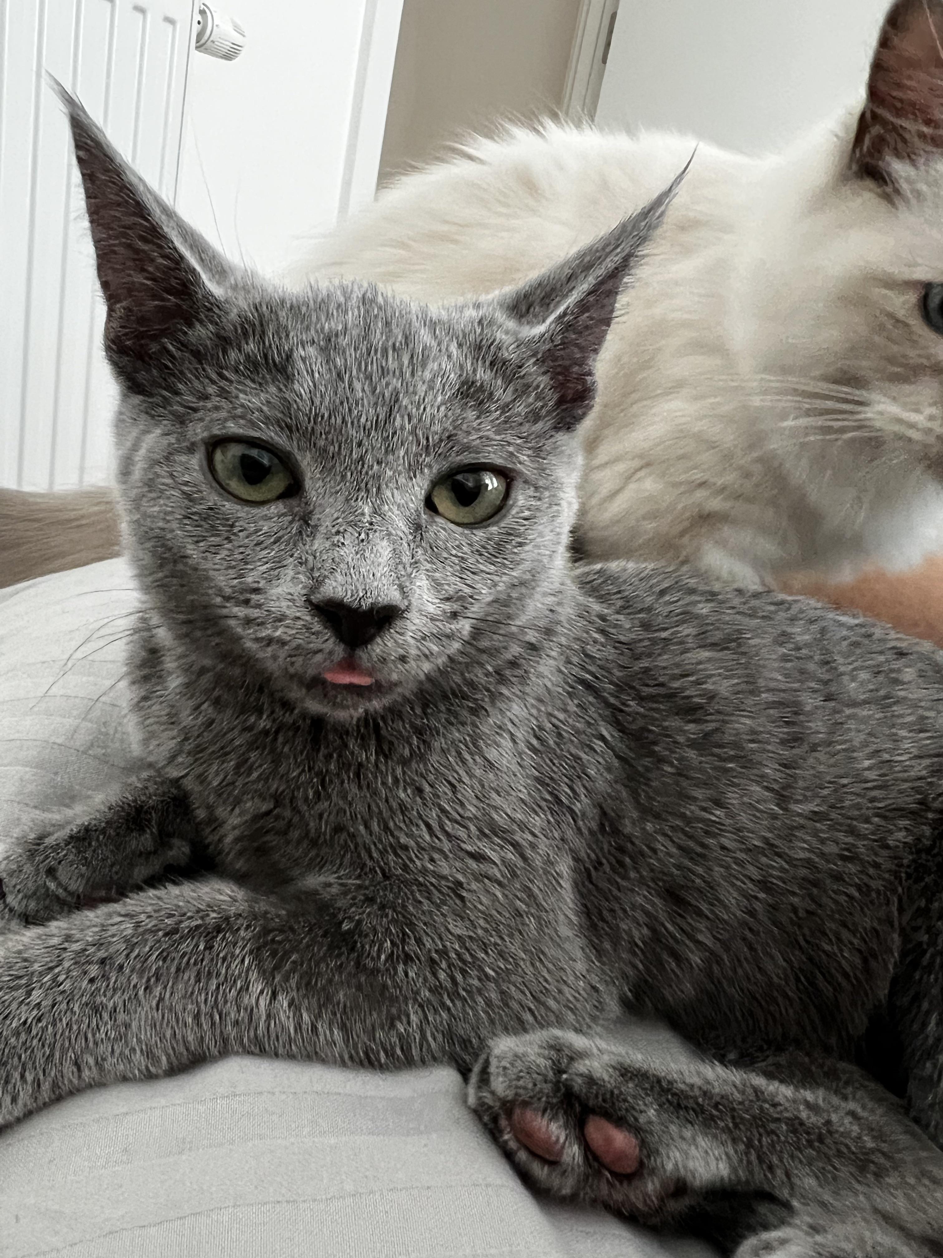 Kiki’s first blep! | Scrolller