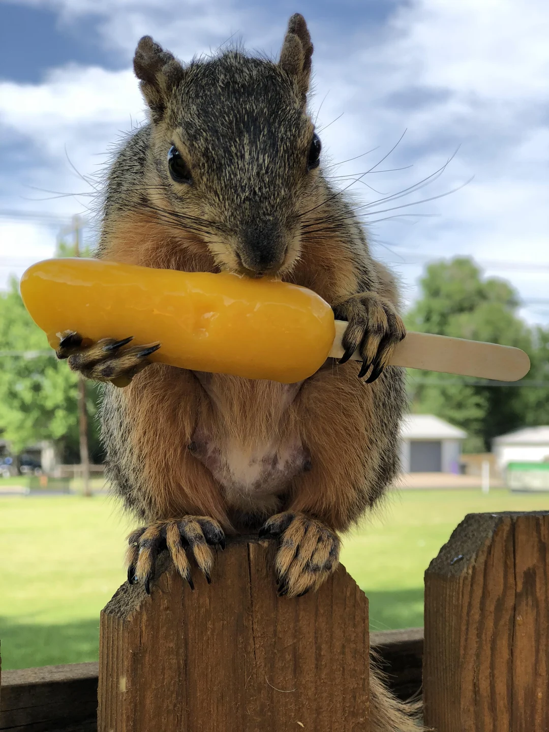 Hazel Nutley likes…popsicles? | Scrolller