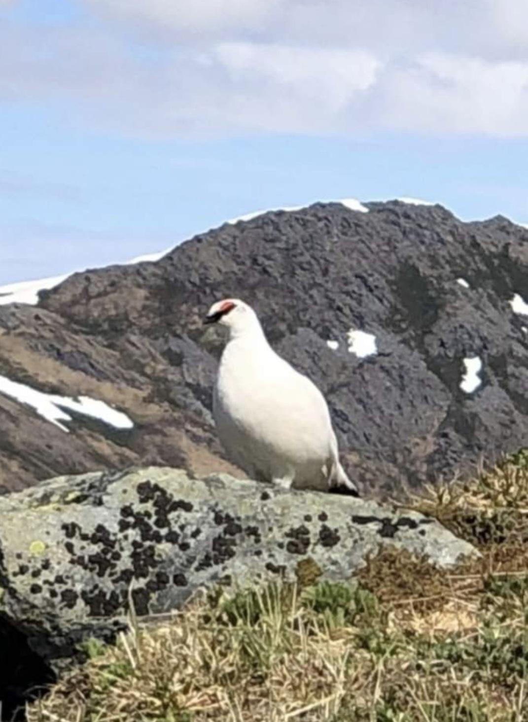 Willow Ptarmigan- alpine zone | Scrolller