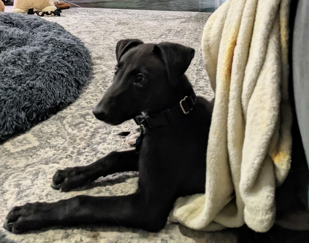 Meet Sputnik! | Scrolller