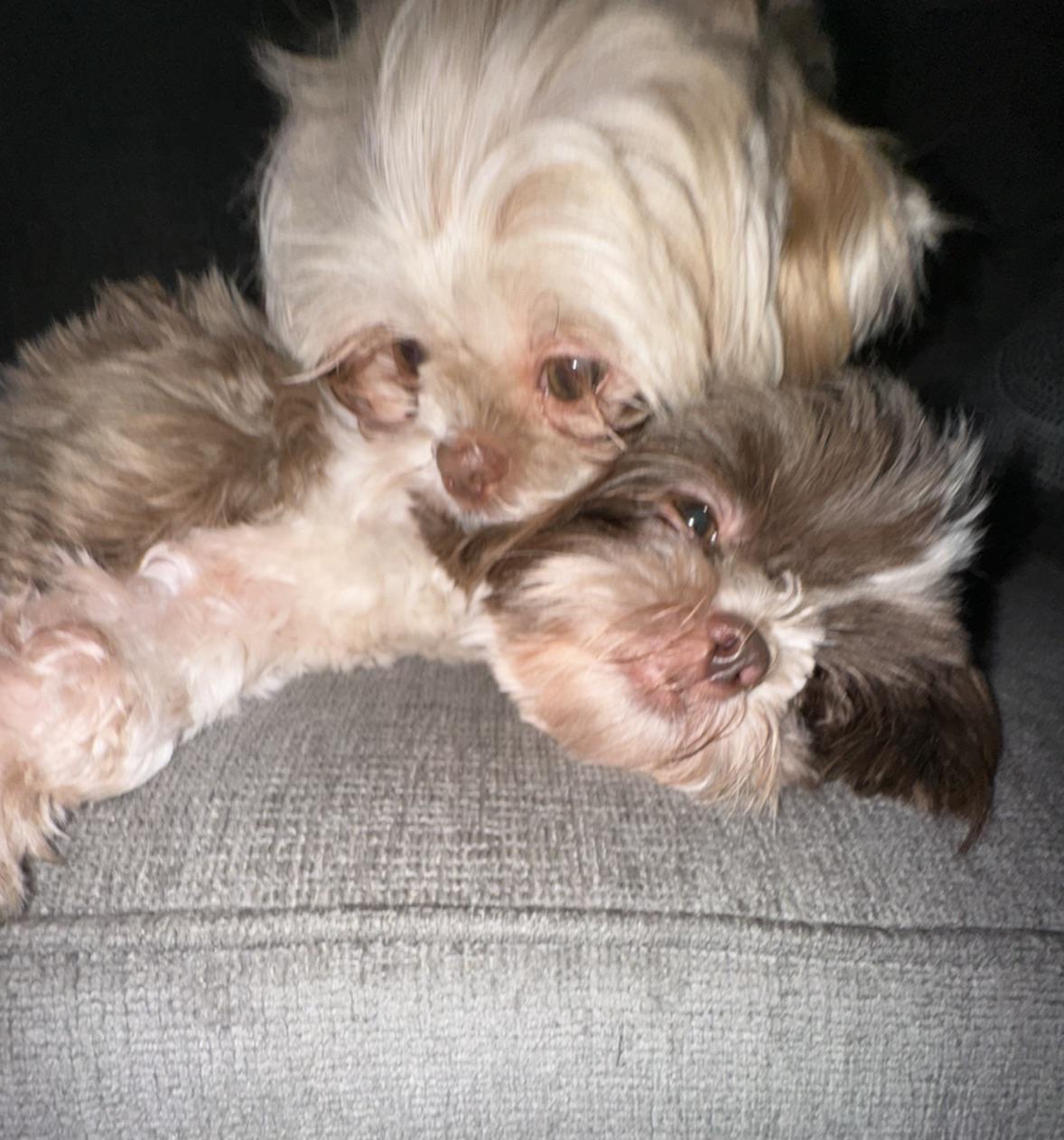 Brother and sister Shih Tzu love ️ | Scrolller
