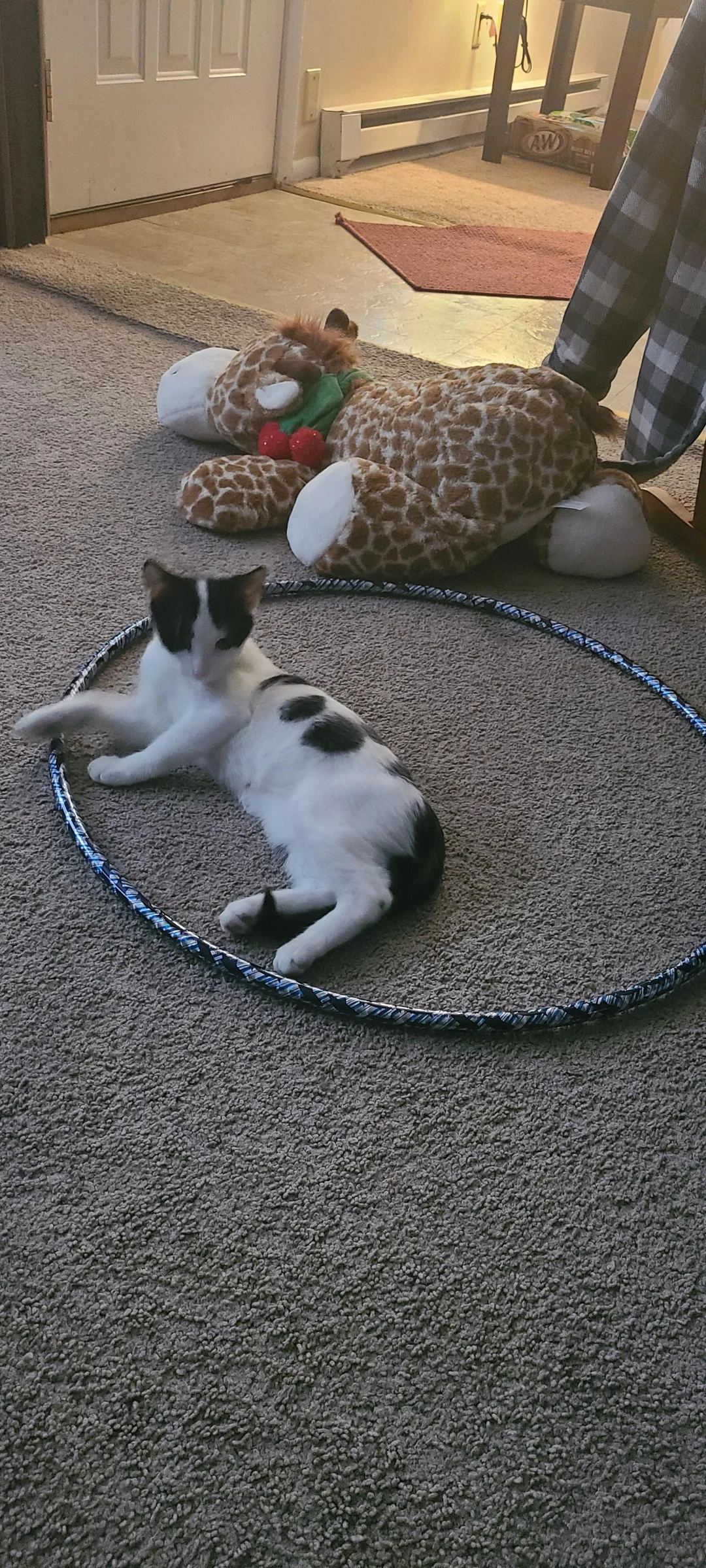 Classic circle trap | Scrolller