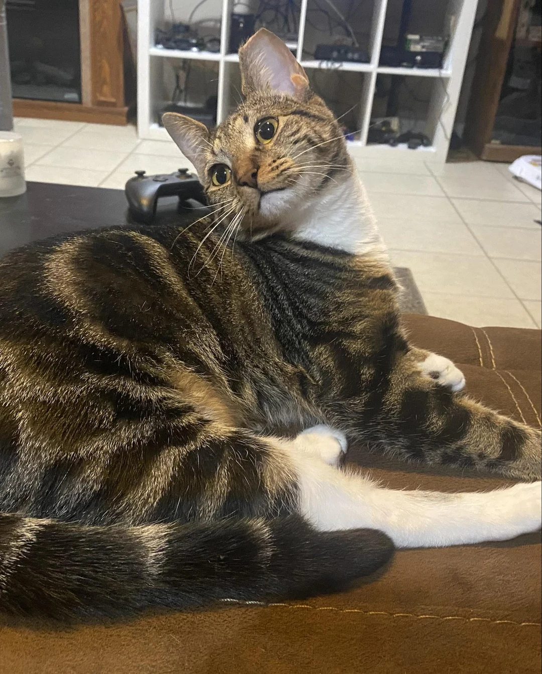 A picture of Stripey every day | Scrolller