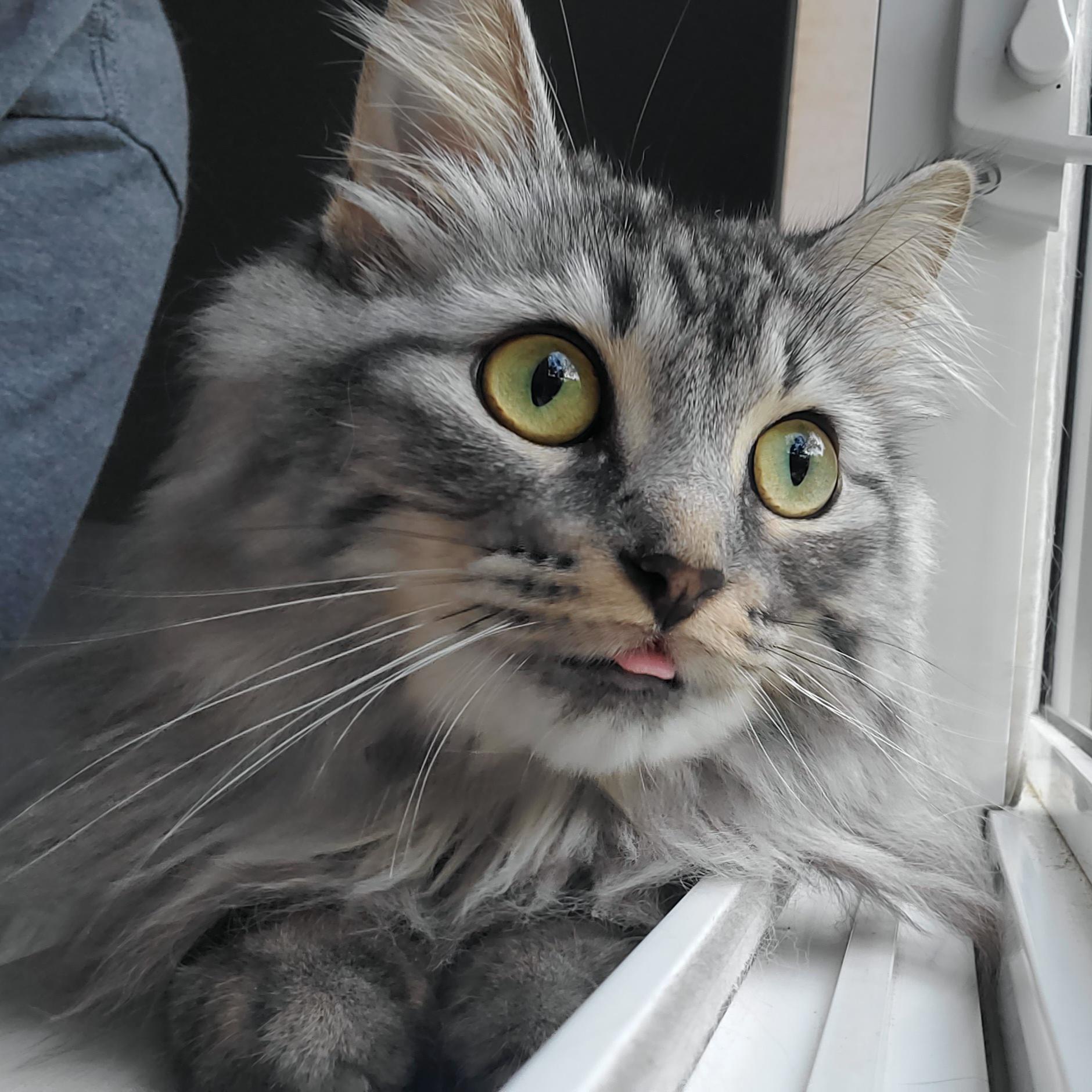 Distracted by a chipmunk blep | Scrolller