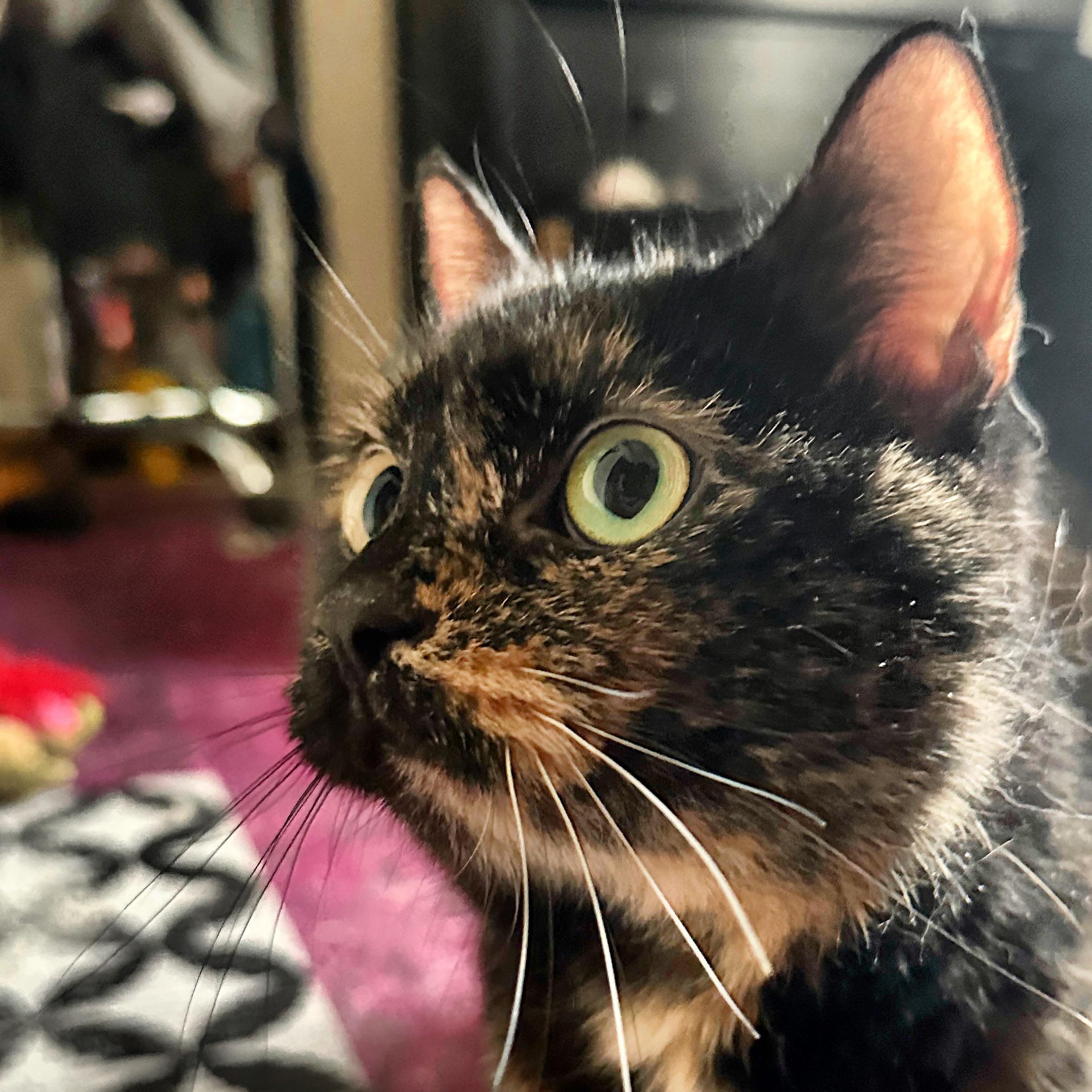 My new cat Turnip! | Scrolller