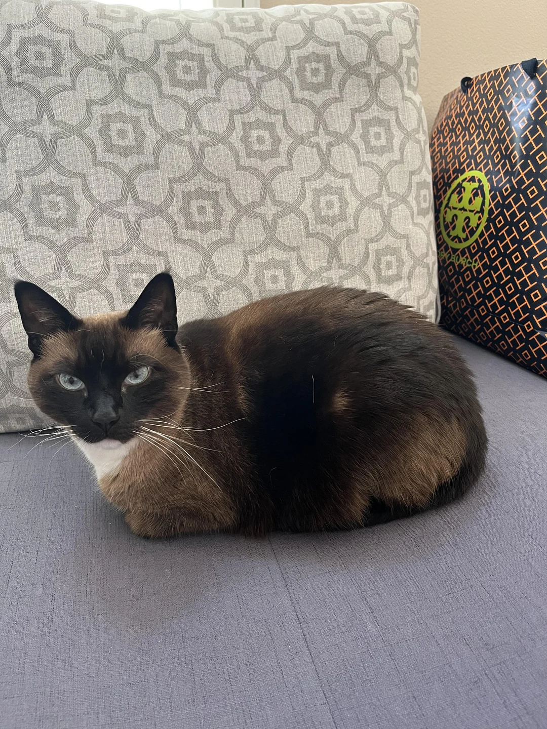 Discover more like Catloaf: Couch loaf and Related Content | Scrolller