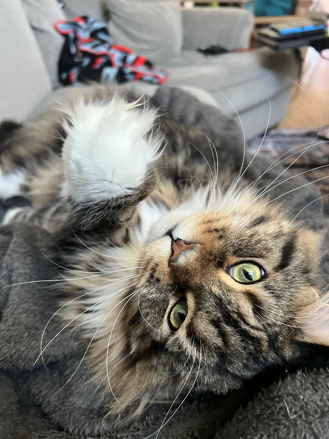 Moose is such a handsome lad | Scrolller