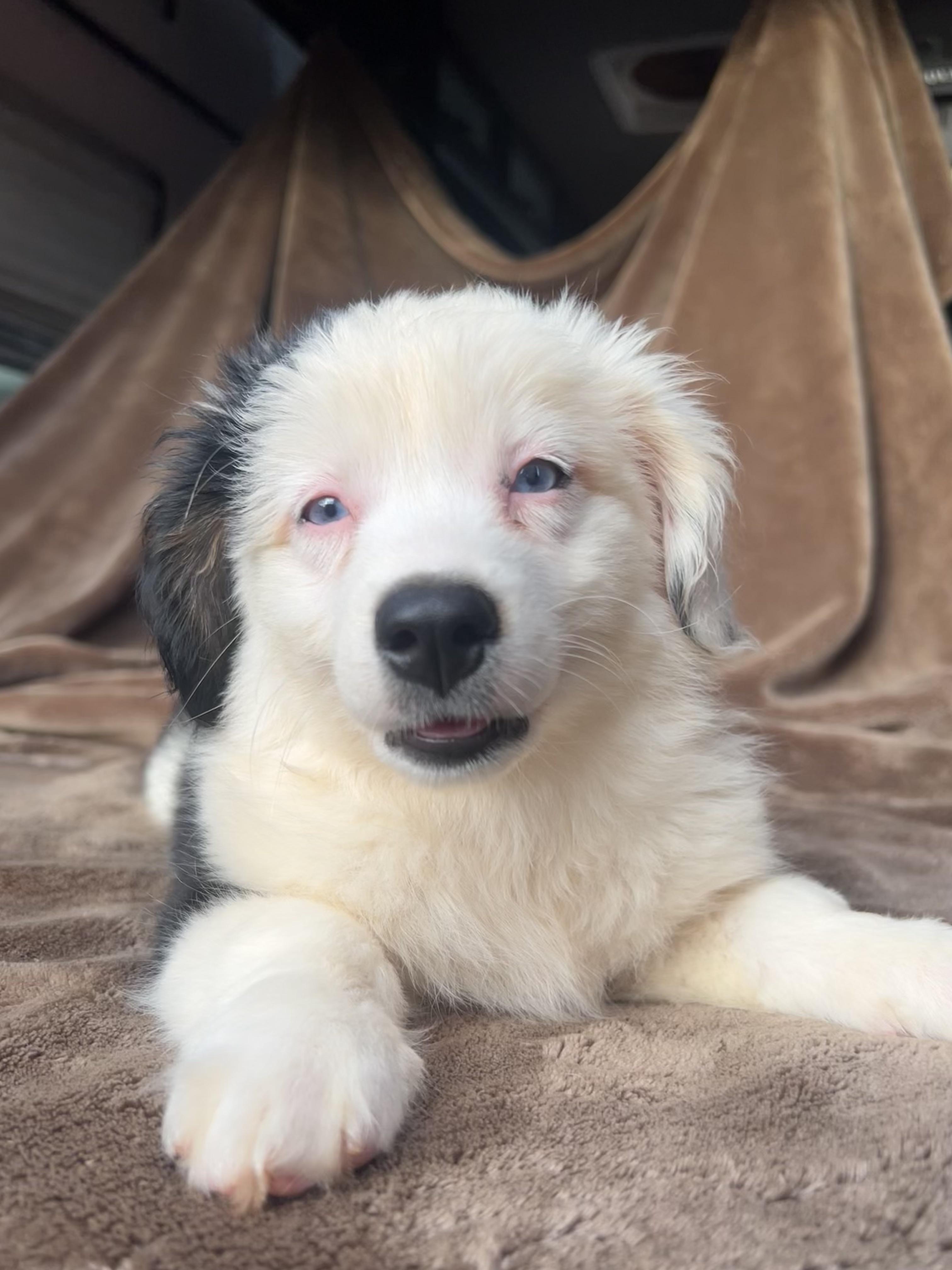 Aussie mountain doodle pup | Scrolller