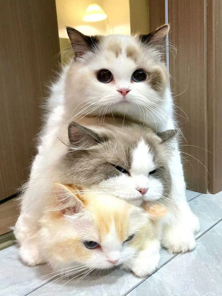 best friend forever | Scrolller