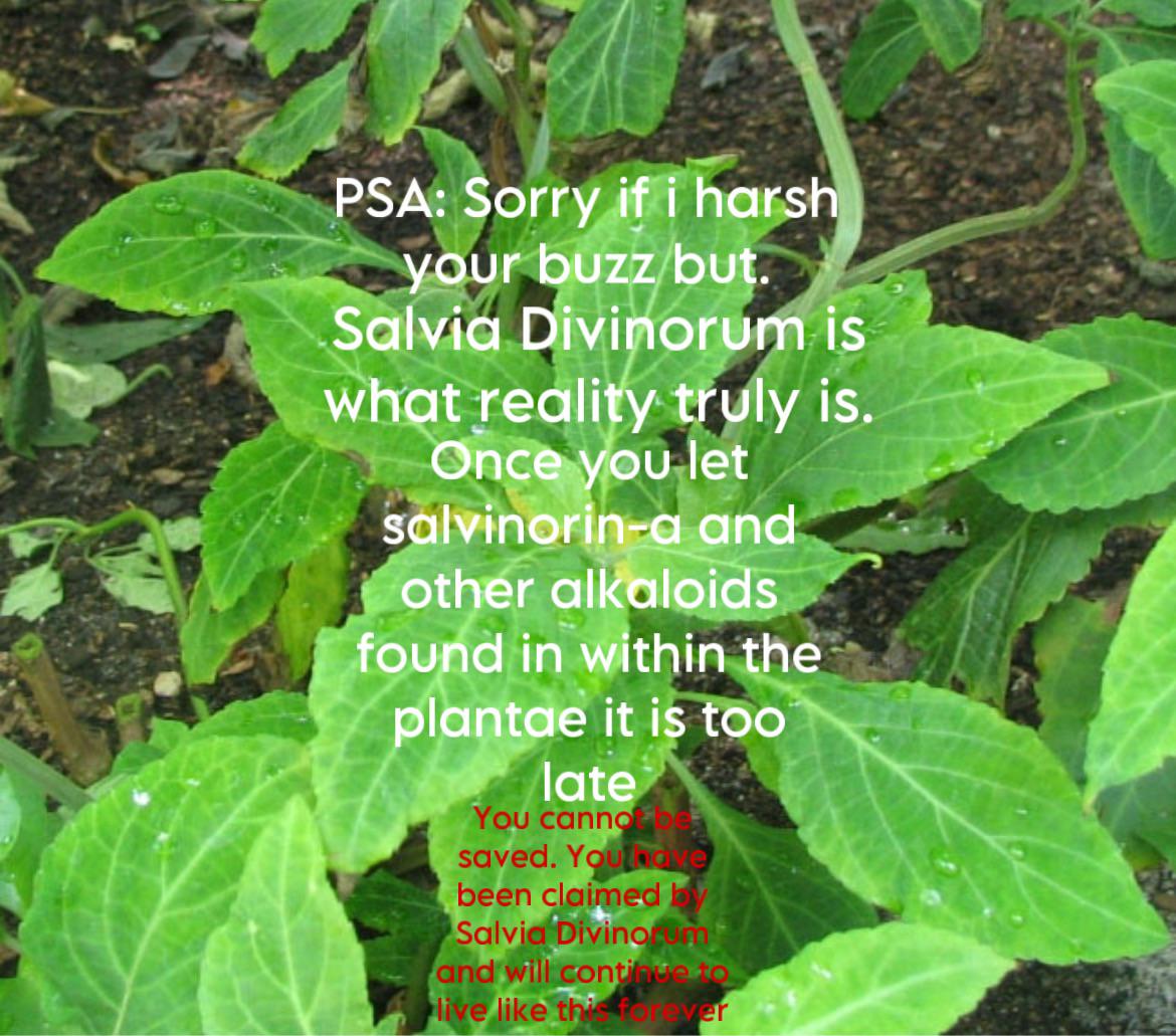 Salvia PSA | Scrolller
